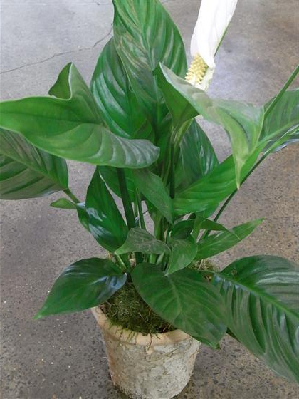 PEACE LILY HOUSE PLANT Pot Pourri Flowers Kew, Richmond Florist